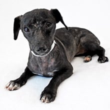 Content Blocks - Humane Society Silicon Valley