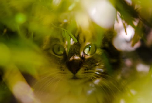 Community Cat Program - Humane Society Silicon Valley