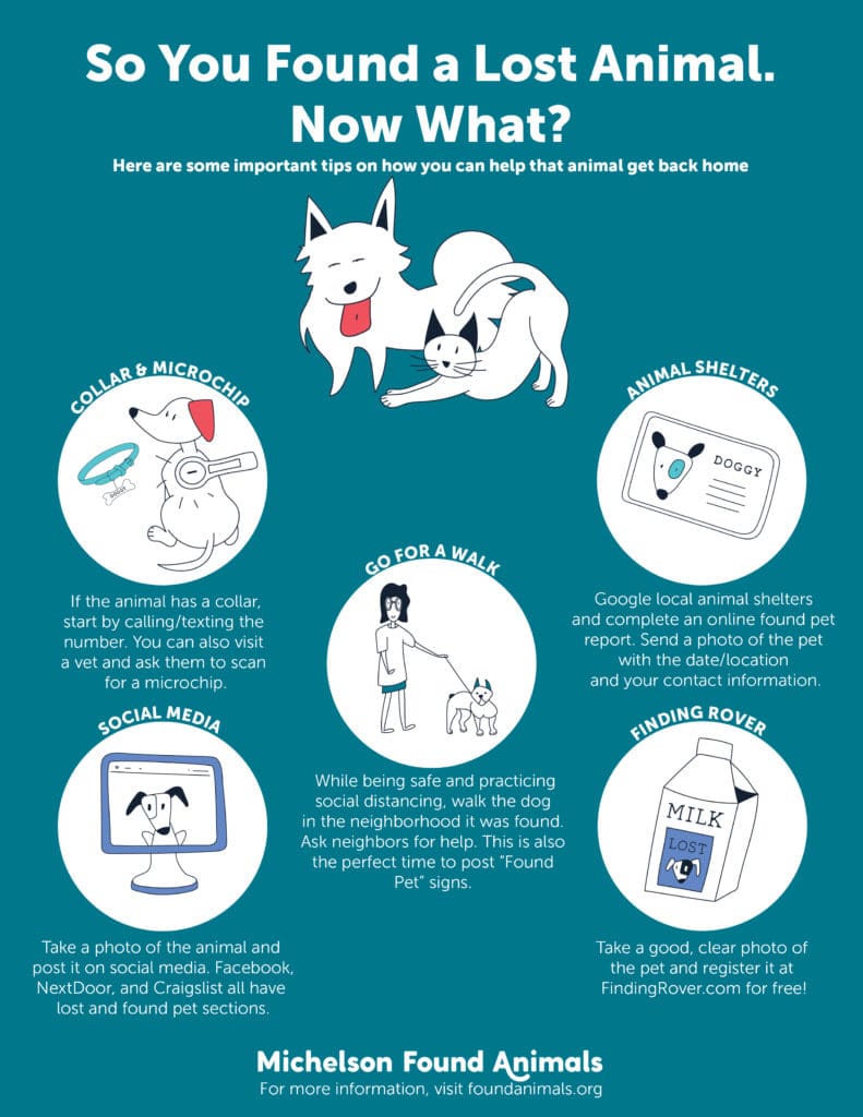 Lost & Found - Humane Society Silicon Valley - What to Do For Lost Pets