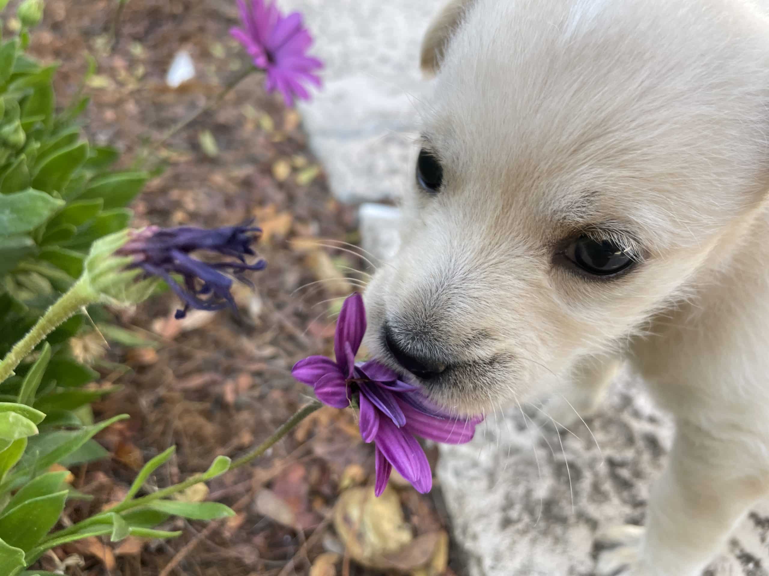 The Little Puppy That Could - Humane Society Silicon Valley