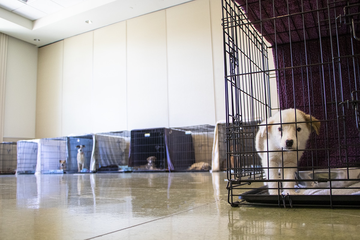 Reaching New Heights of Cute - Humane Society Silicon Valley