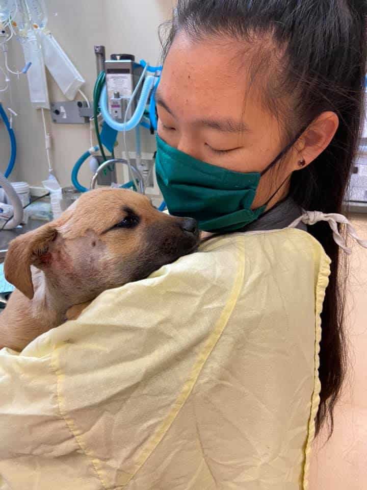 Saving Hope - Humane Society Silicon Valley