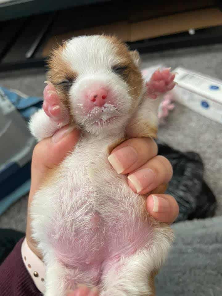 A Tale of Three Puppies - Humane Society Silicon Valley