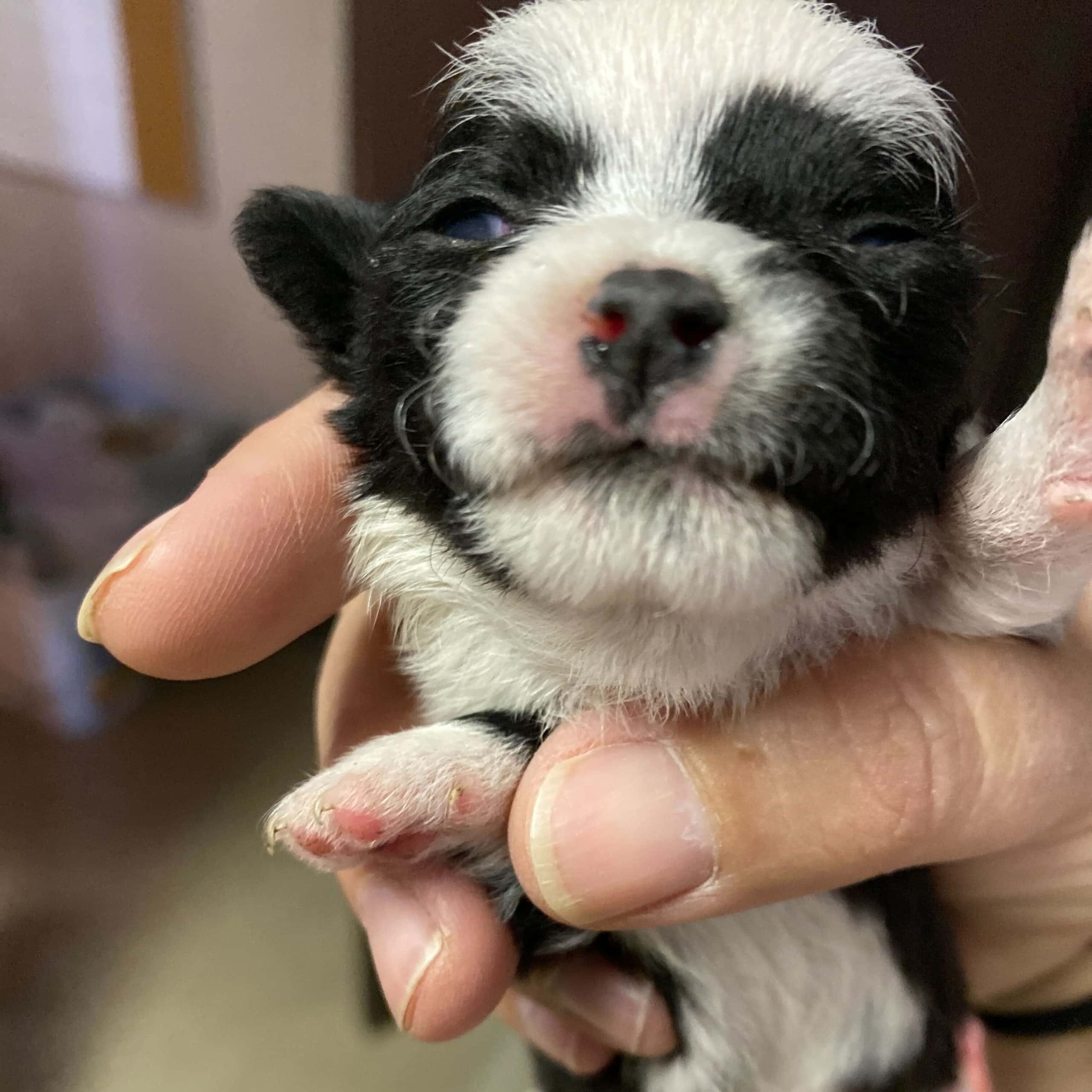 Magnificent Myrtle - Humane Society Silicon Valley