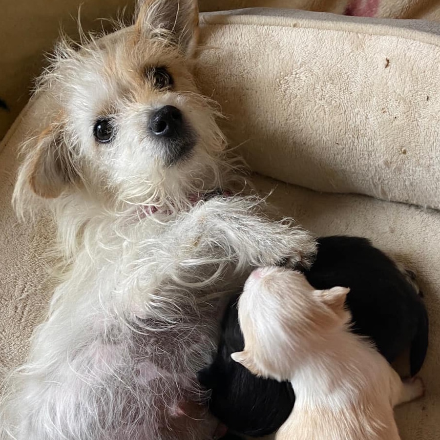 Magnificent Myrtle - Humane Society Silicon Valley