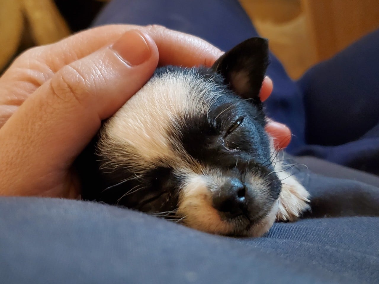 Magnificent Myrtle - Humane Society Silicon Valley