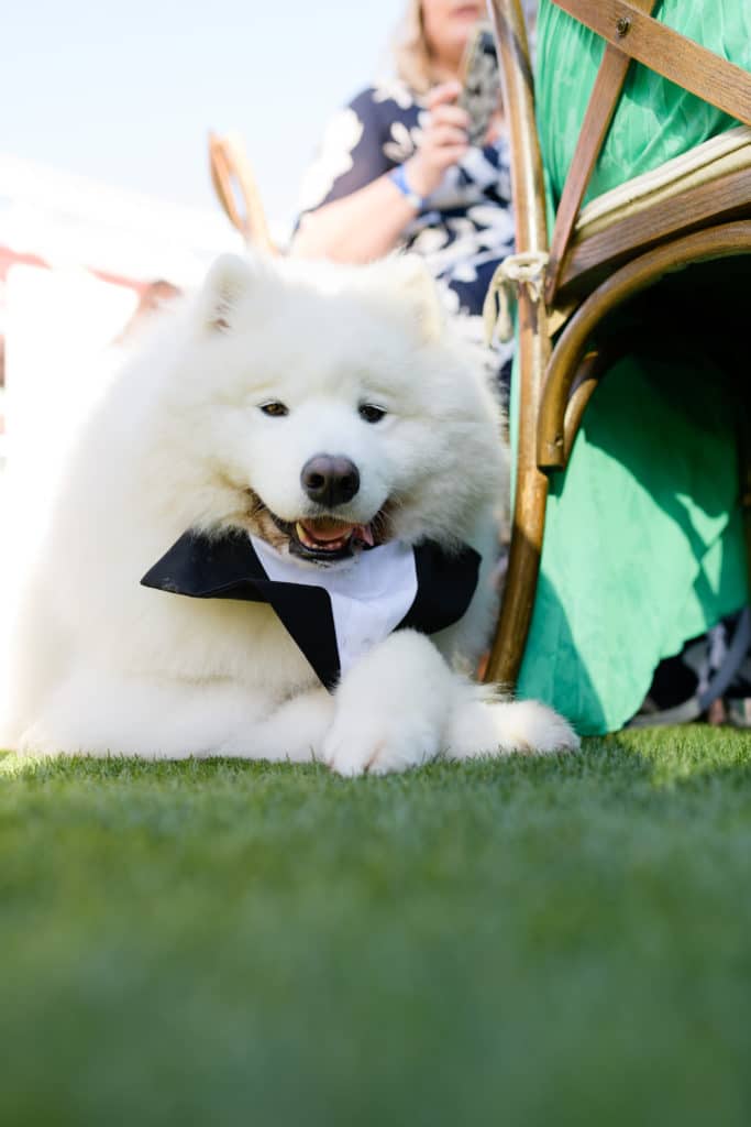 The Fur Ball 2022 - Humane Society Silicon Valley
