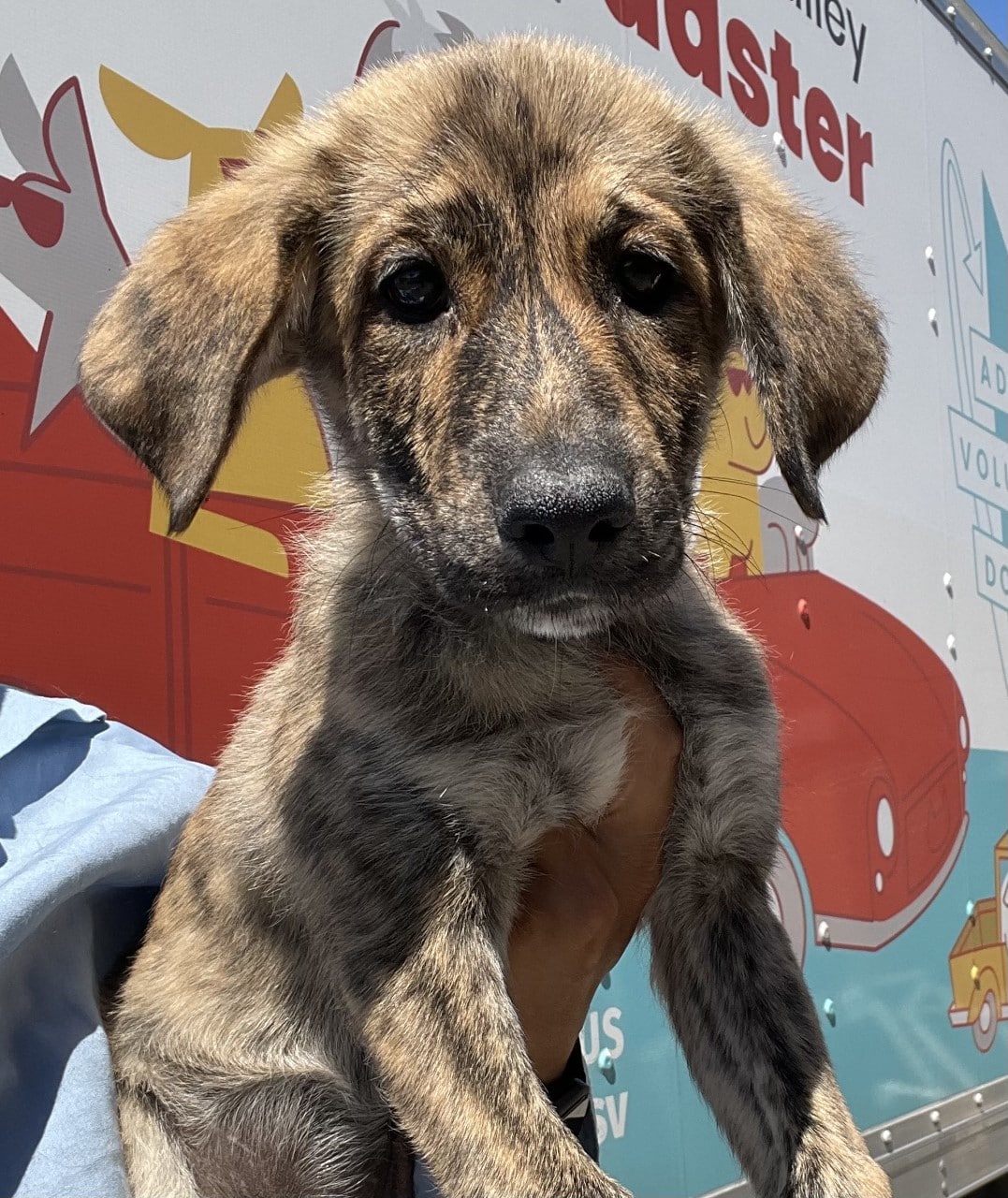 Tilly's Tale - Humane Society Silicon Valley