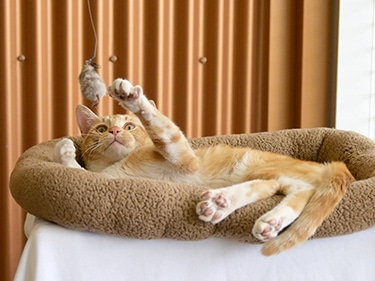 Home - Humane Society Silicon Valley - World's First Model Shelter