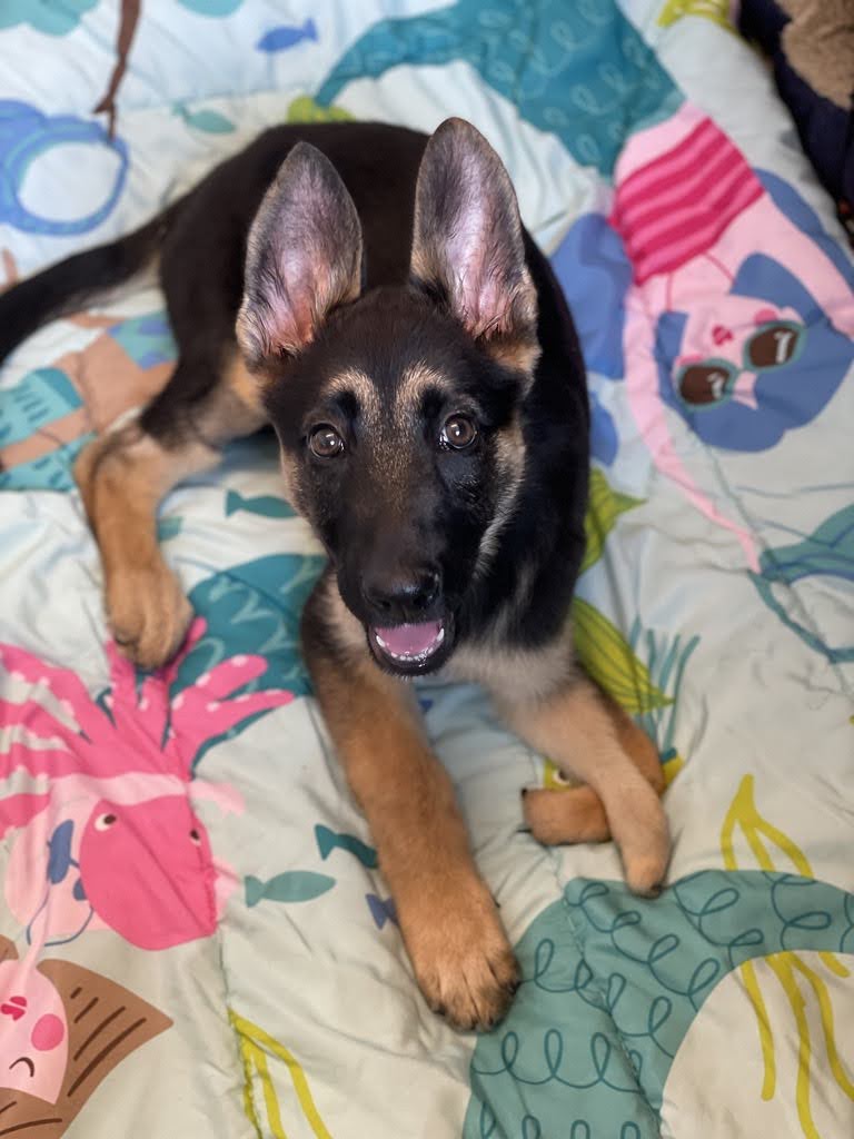 Finding a Home for Nemo - Humane Society Silicon Valley