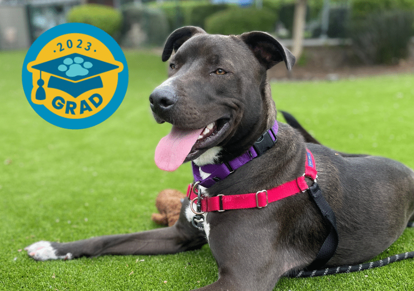 About Us - Humane Society Silicon Valley - Pet Adoptions & Much More