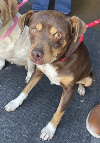 Reese's New "Leash" on Life - Humane Society Silicon Valley