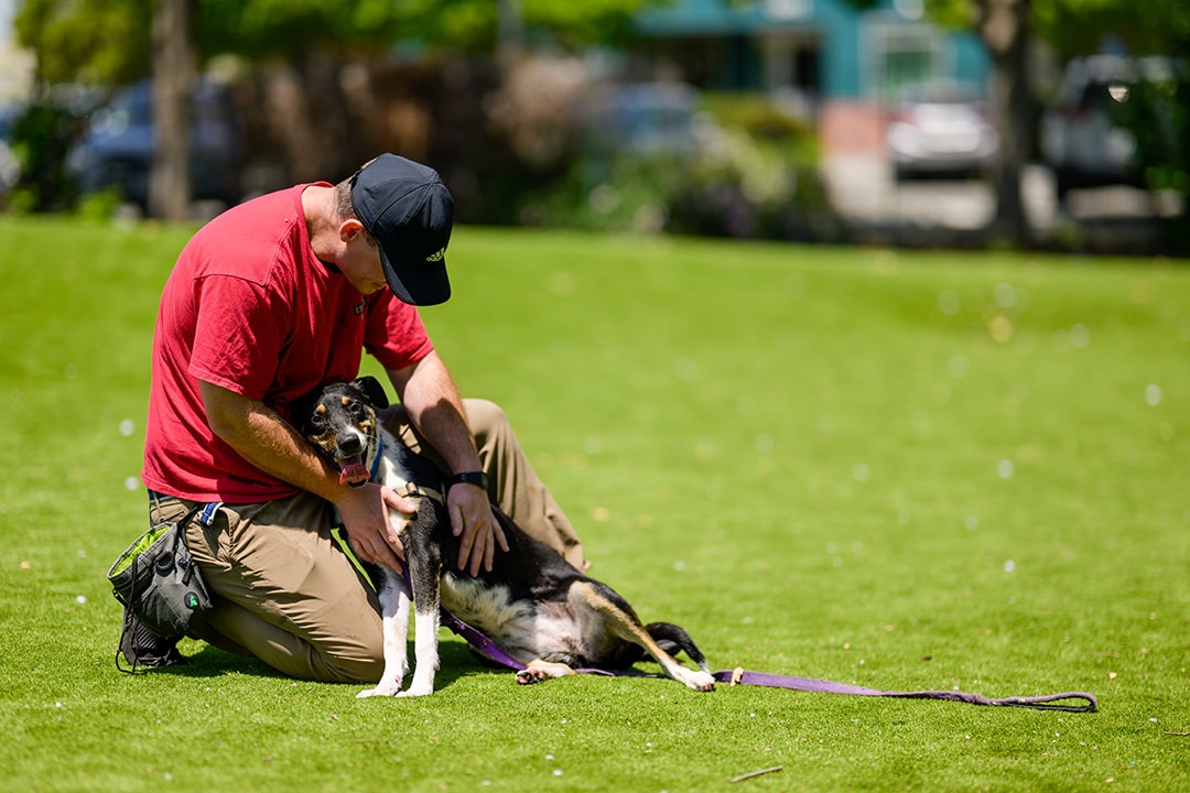 Lady and Logan Were Worth It - Humane Society Silicon Valley