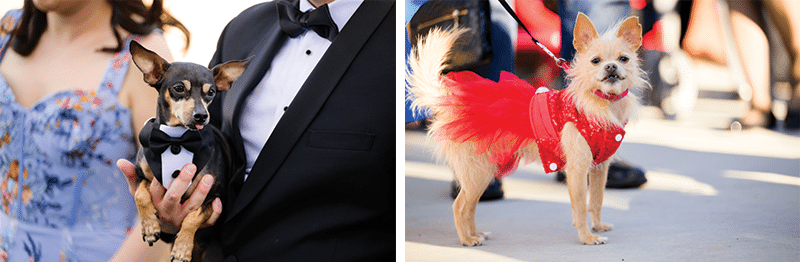 The Fur Ball was Extraordinary - Humane Society Silicon Valley