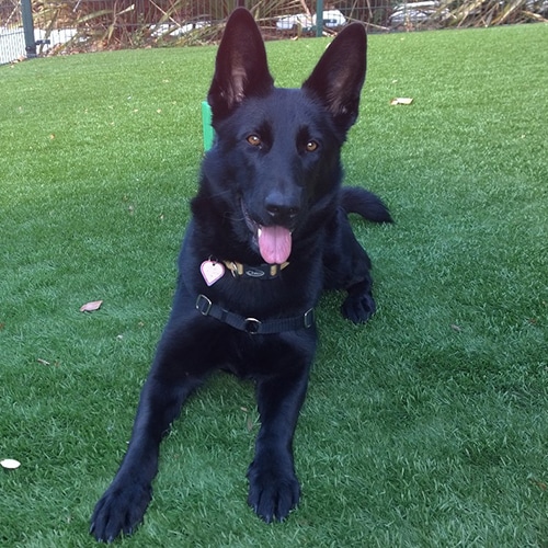 Kate and Cora Rescued Each Other - Humane Society Silicon Valley