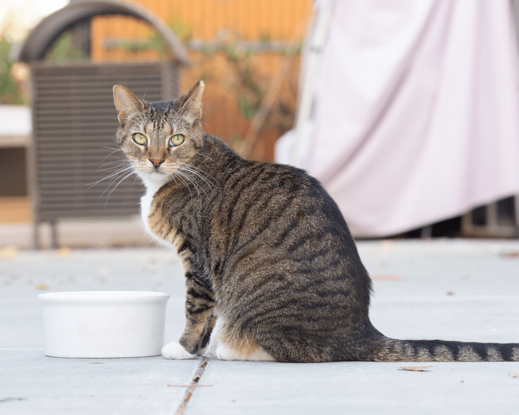Community Cat Program - Humane Society Silicon Valley