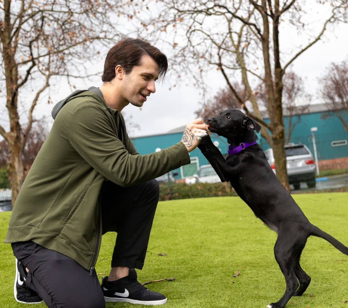 BEGINNING MANNERS FOR DOGS (HYBRID) - Humane Society Silicon Valley