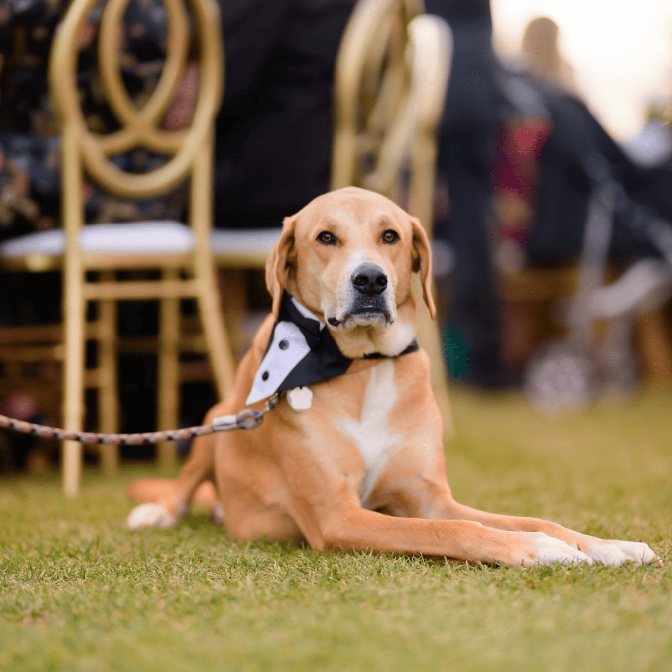 The Fur Ball 2025 - Humane Society Silicon Valley