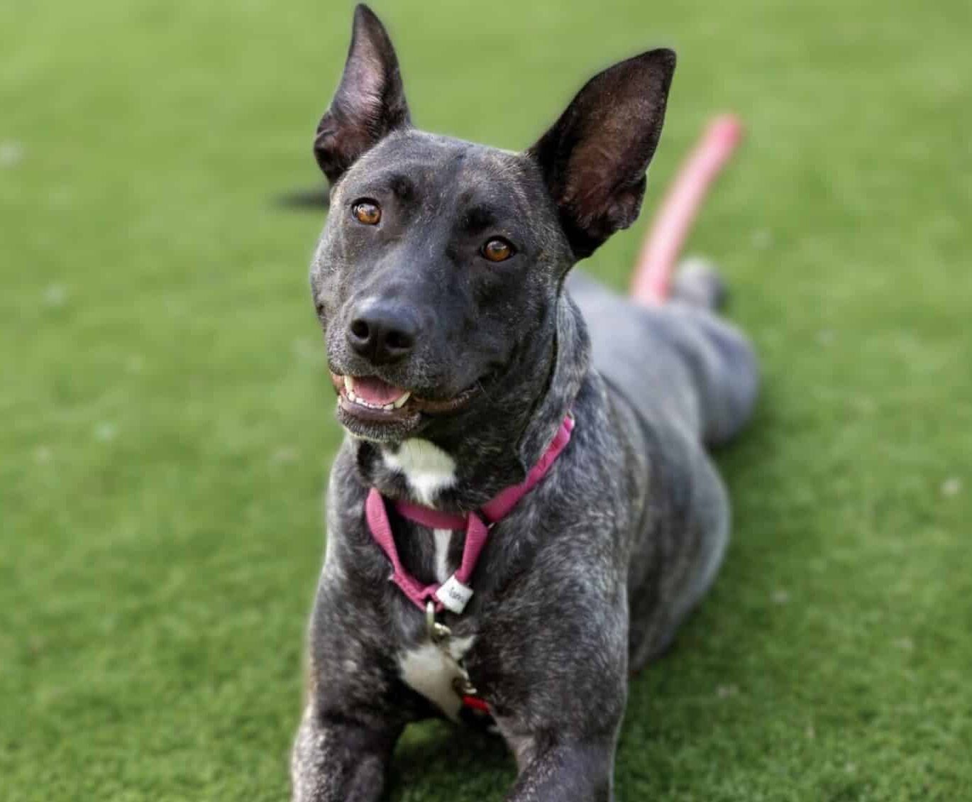 Adopt an Animal a Pet - Humane Society Silicon Valley - Animal Adoptions
