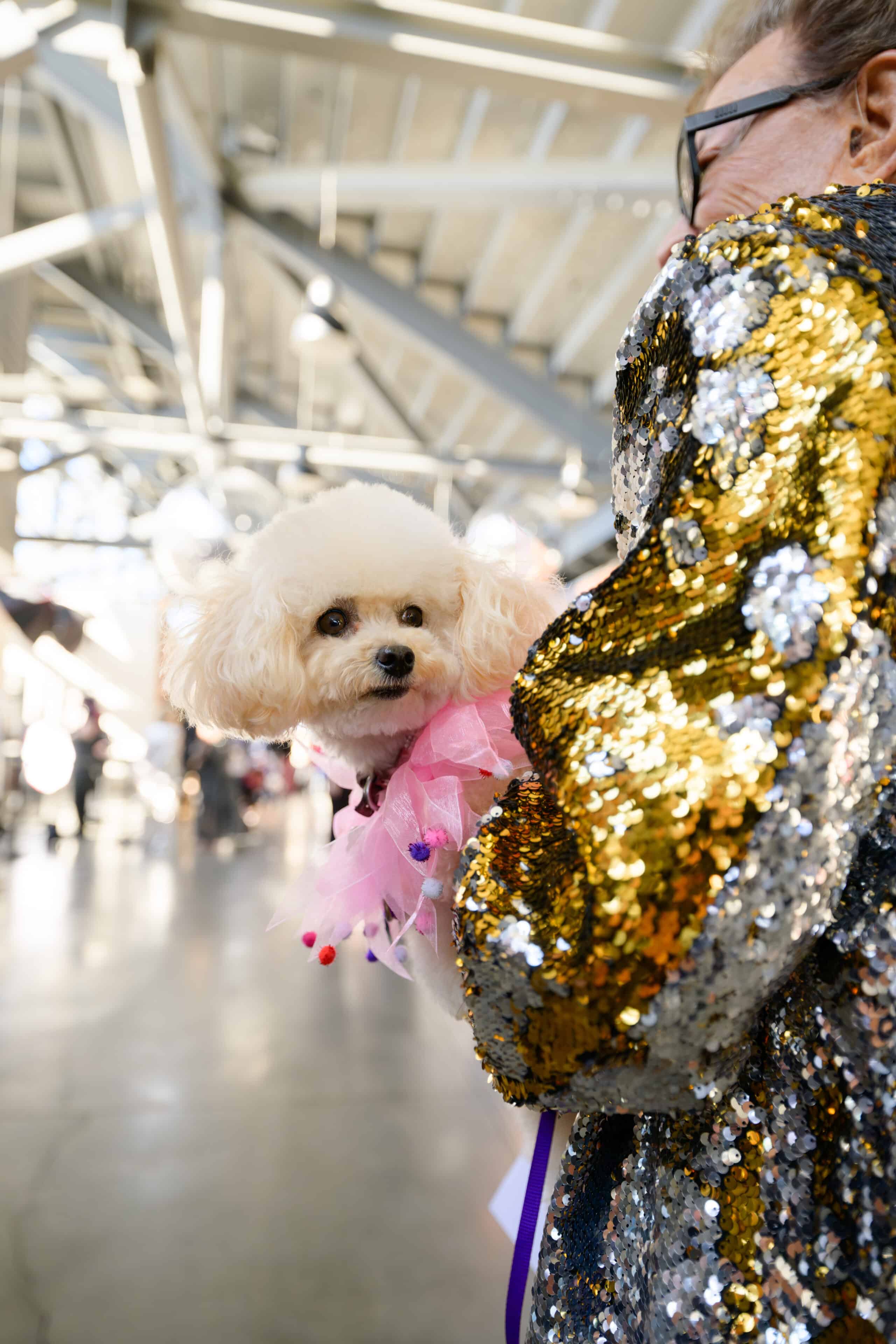 The Fur Ball - Humane Society Silicon Valley
