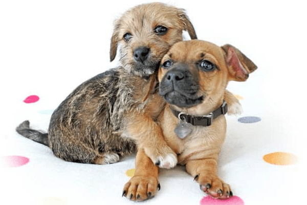 Puppy Socialization (In-Person) - Starting 06/07/25 at 9:15 AM - Humane Society Silicon Valley