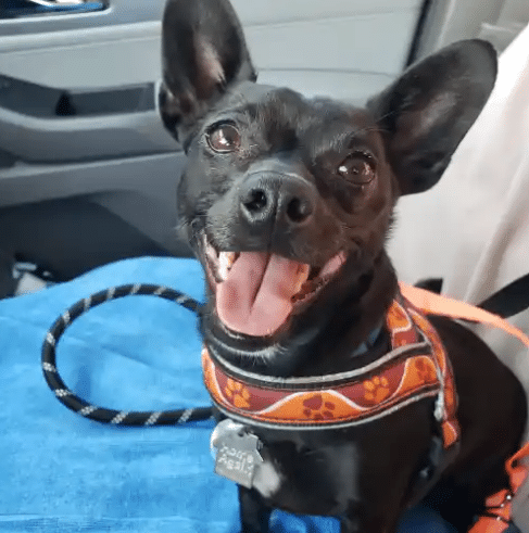 Pets and People of HSSV - Humane Society Silicon Valley