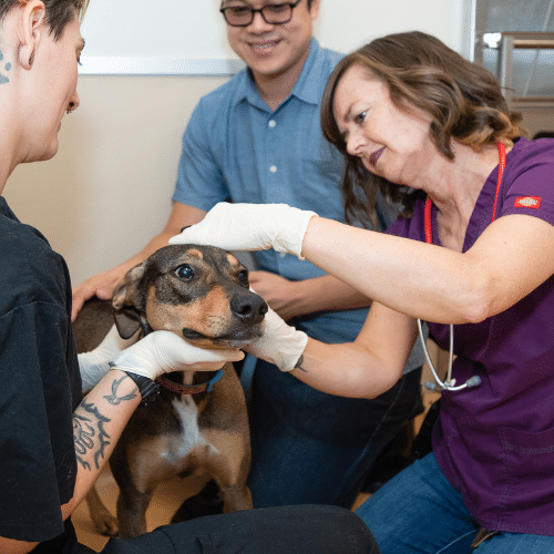 Services - Humane Society Silicon Valley - Beyond Pet Adoptions