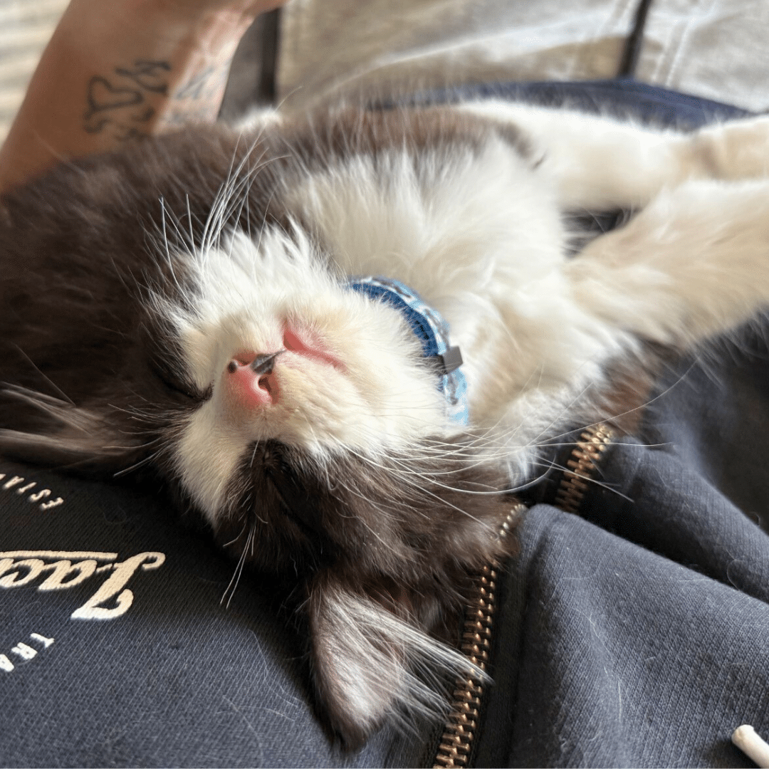 Head Tilt, Heart Full: Top Hat’s Journey Home - Humane Society Silicon ...