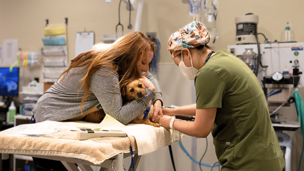 Why Your Vet Spayed Their Dog - Humane Society Silicon Valley
