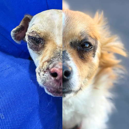 Without Injury to Her Soul - Humane Society Silicon Valley