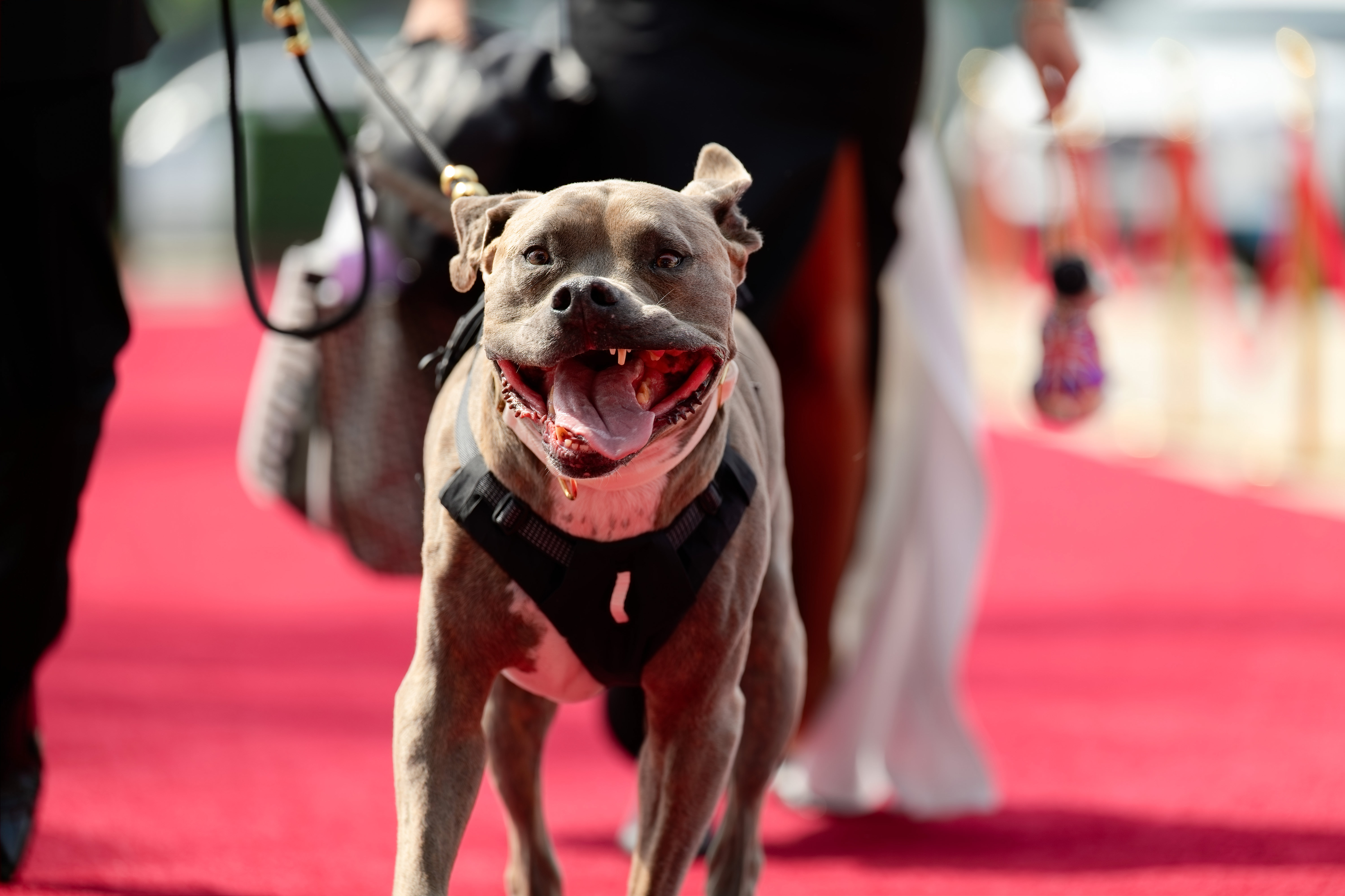 The Fur Ball - Humane Society Silicon Valley