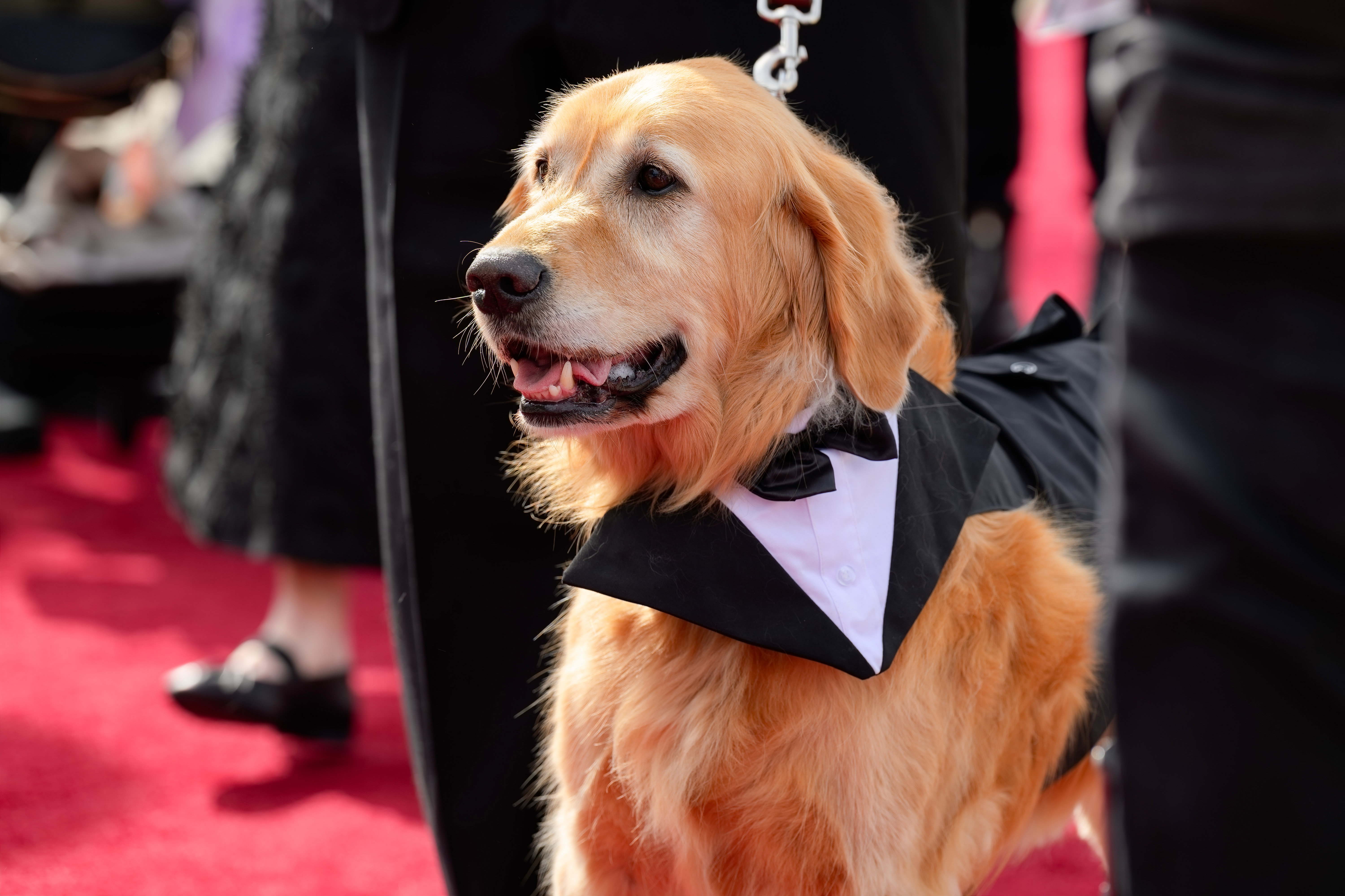 The Fur Ball - Humane Society Silicon Valley