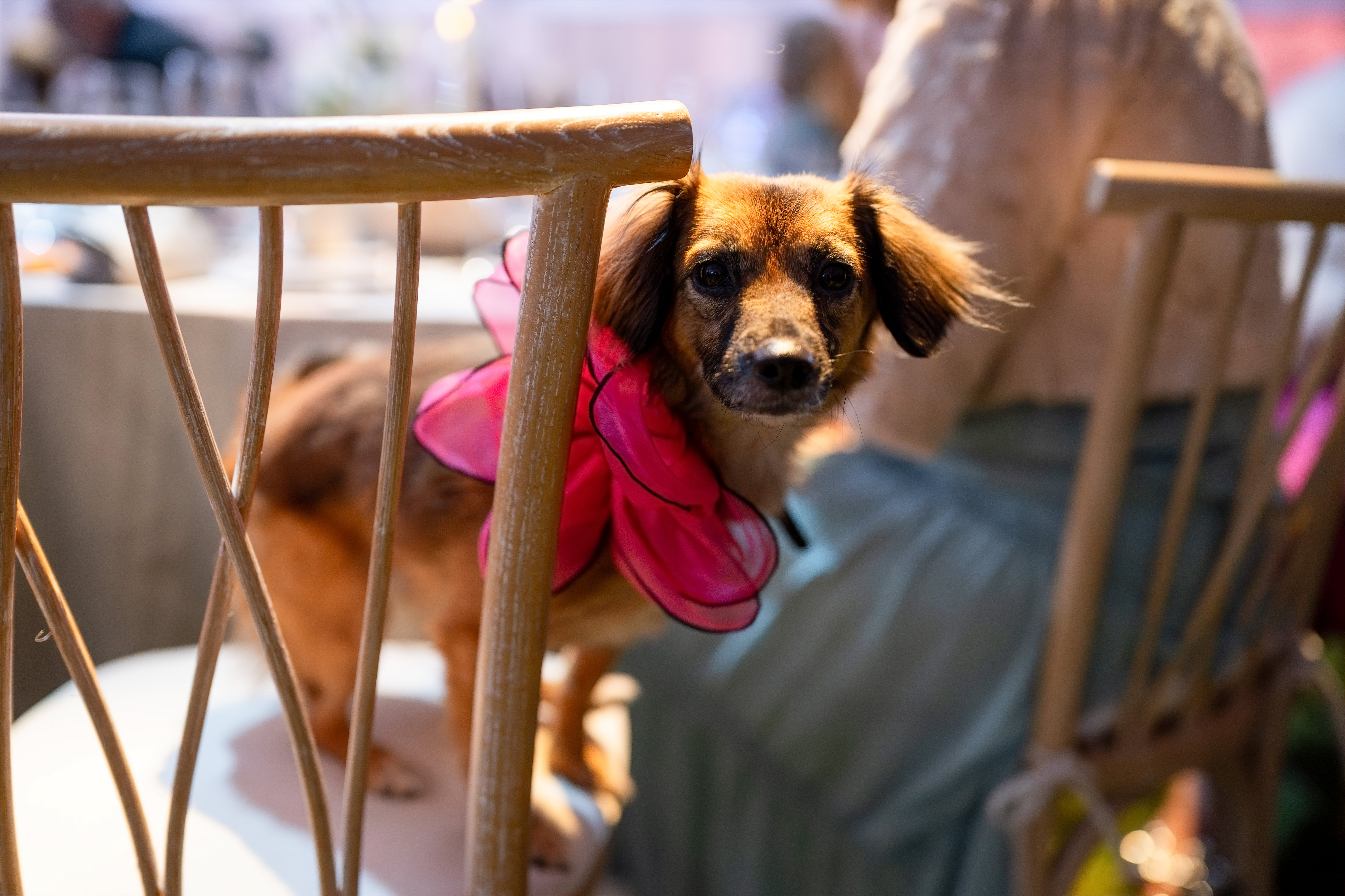 The Fur Ball - Humane Society Silicon Valley