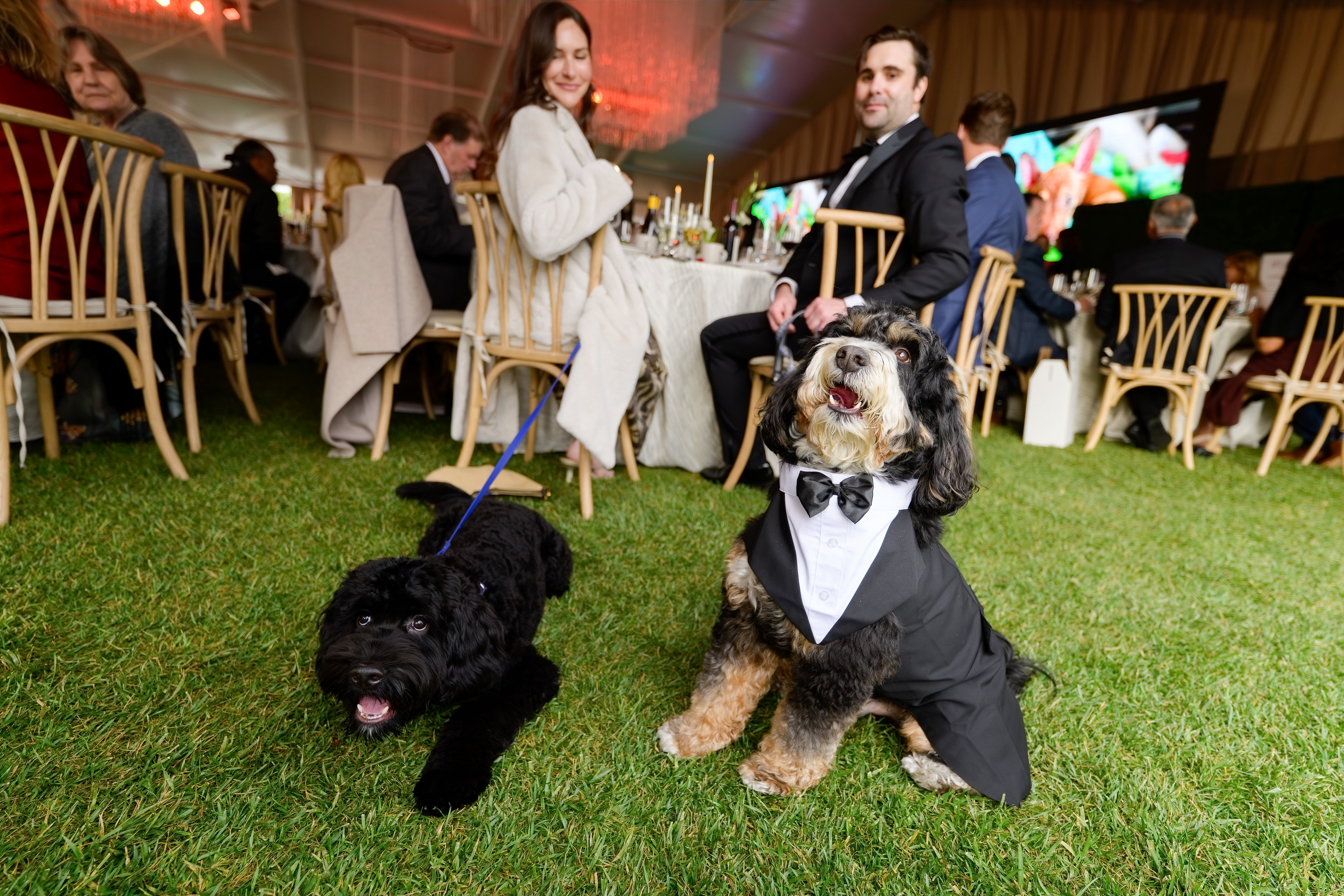 The Fur Ball - Humane Society Silicon Valley